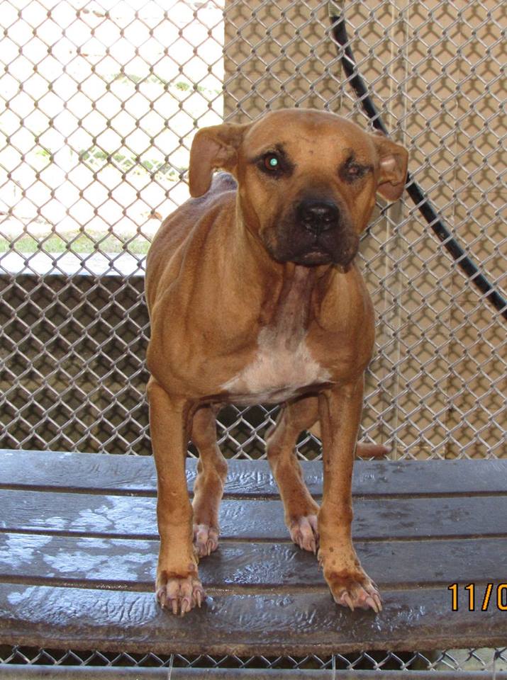 31 Dogs Have Nothing to Be Thankful for; All will be Killed Before ...